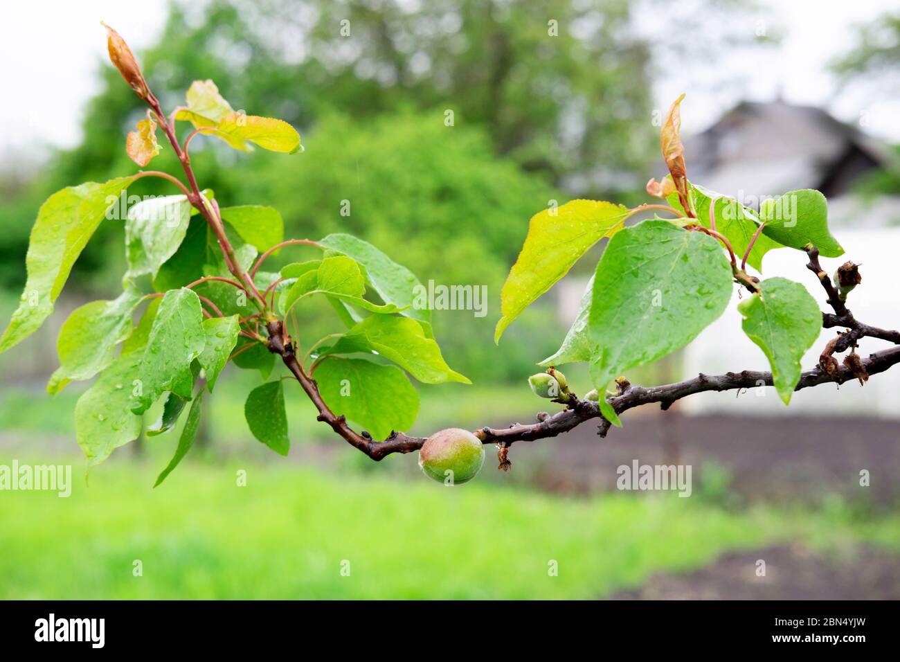 Small green apricots that grow on a tree. Ripening fruits in spring ...