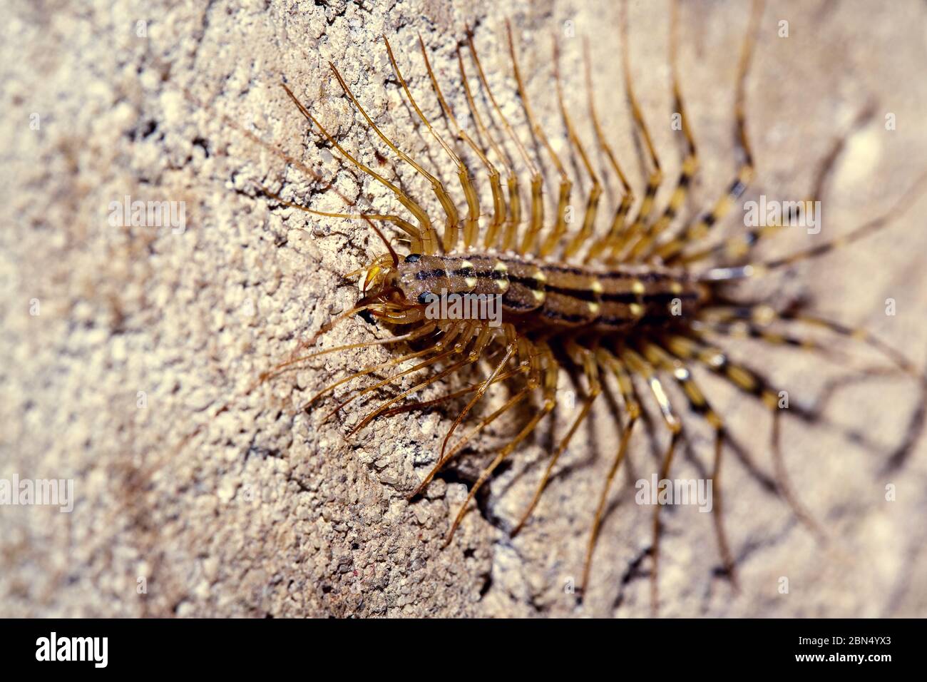 Insect with many legs hi-res stock photography and images - Alamy