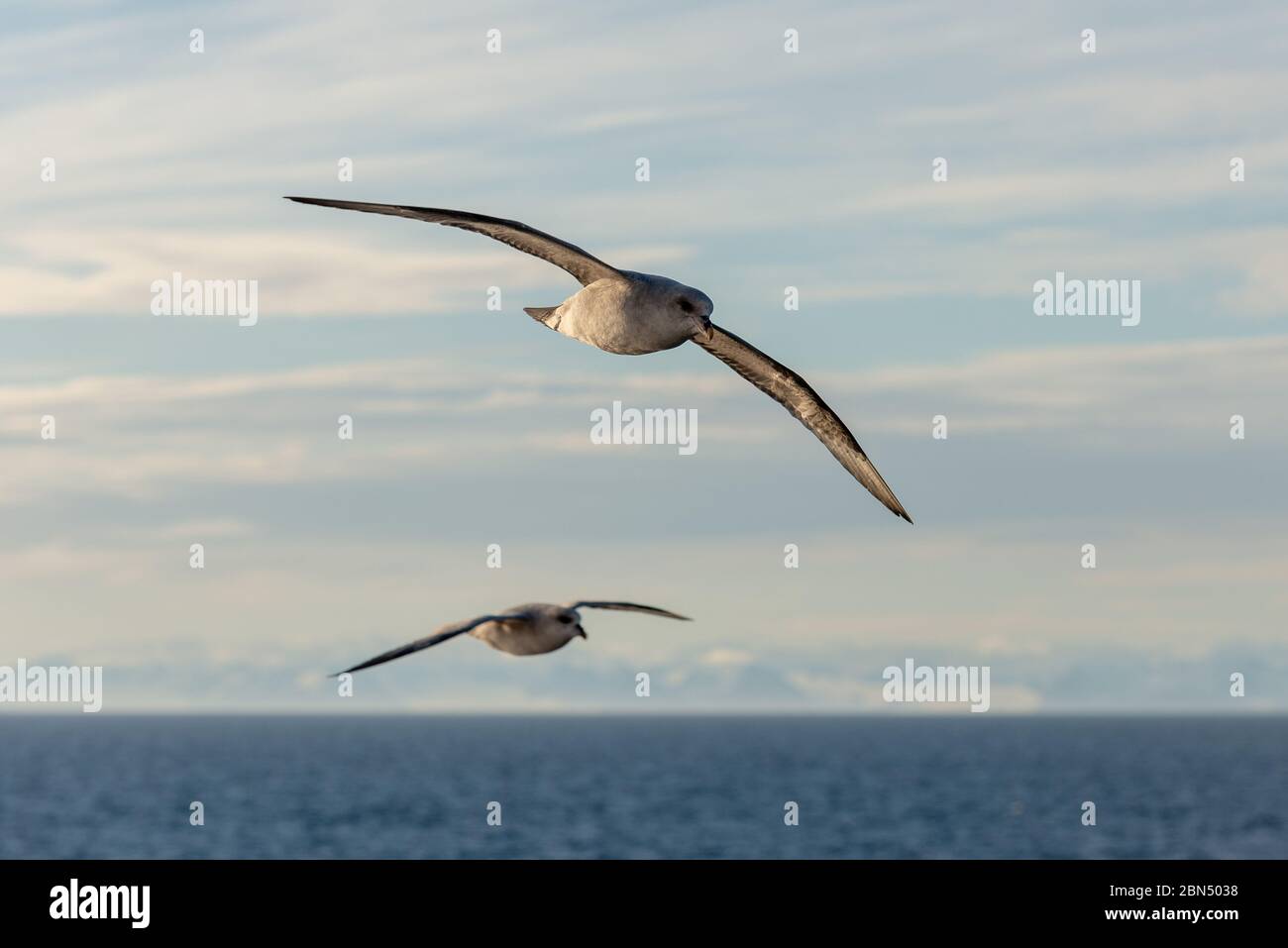 Northern Fulmar flying above Arctic sea on Svalbard Stock Photo - Alamy