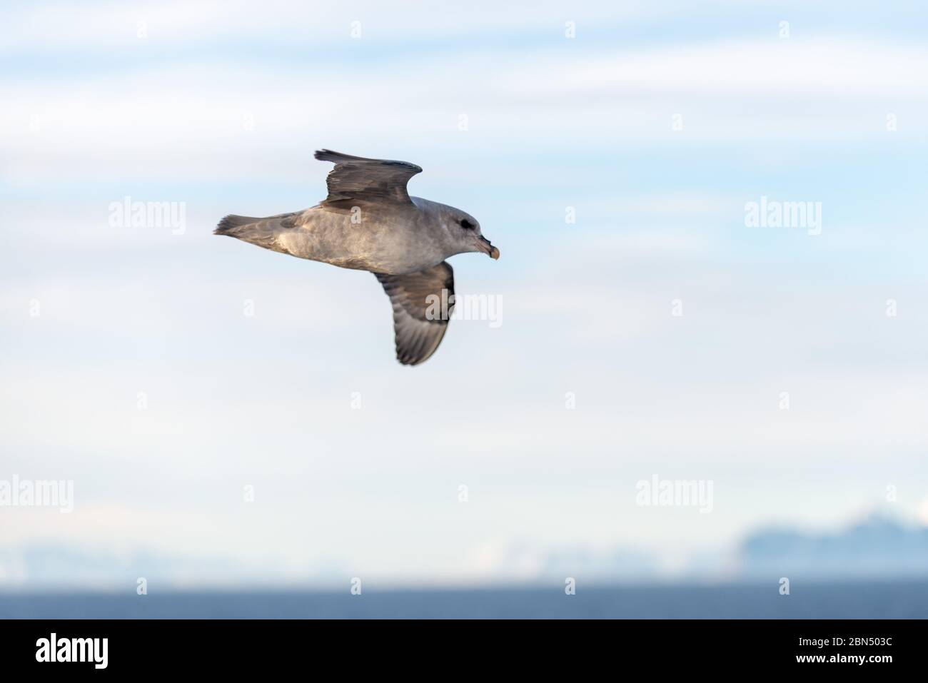 Northern Fulmar flying above Arctic sea on Svalbard Stock Photo - Alamy