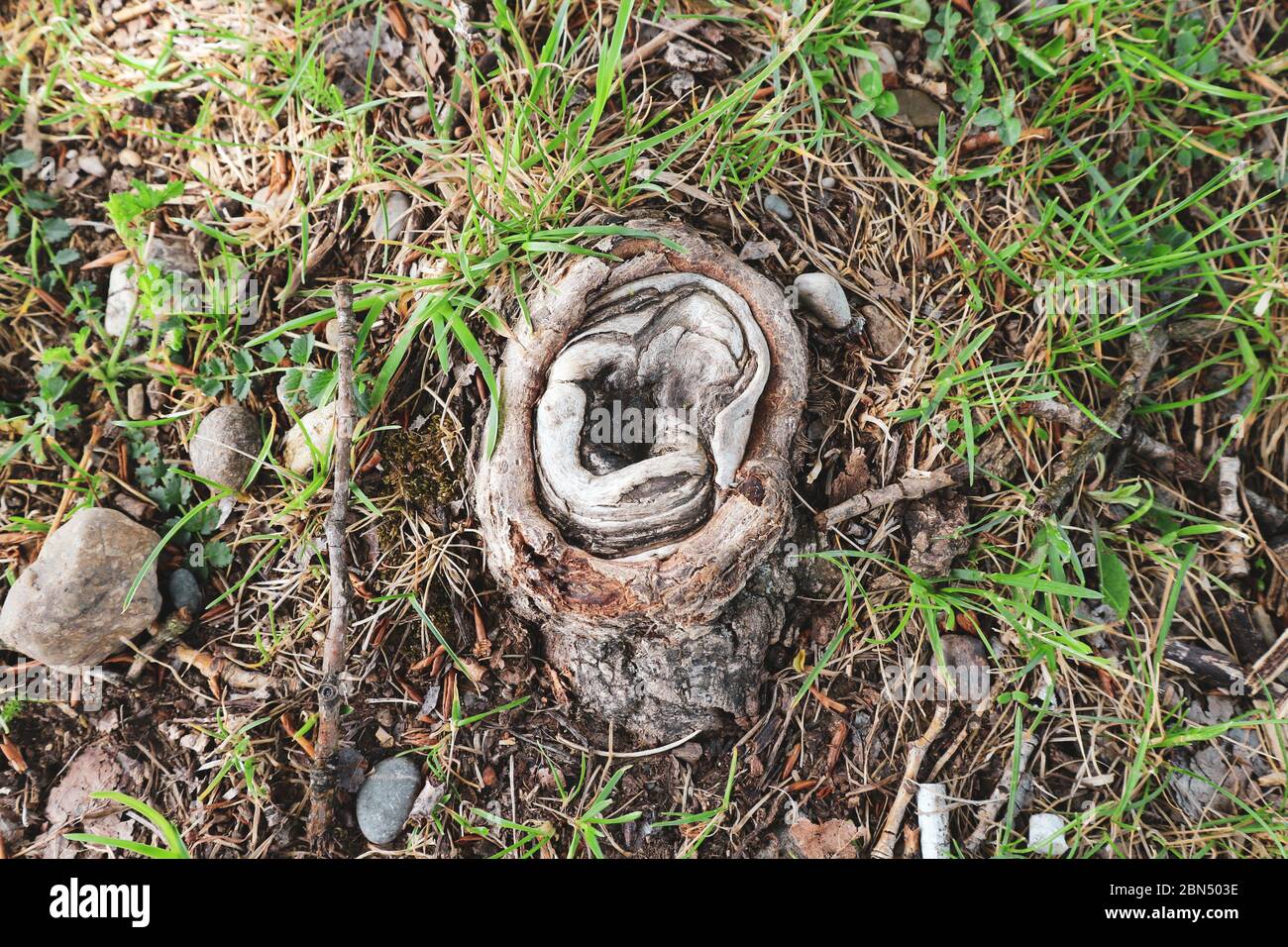 Tree stump on the ground, close up Stock Photo - Alamy