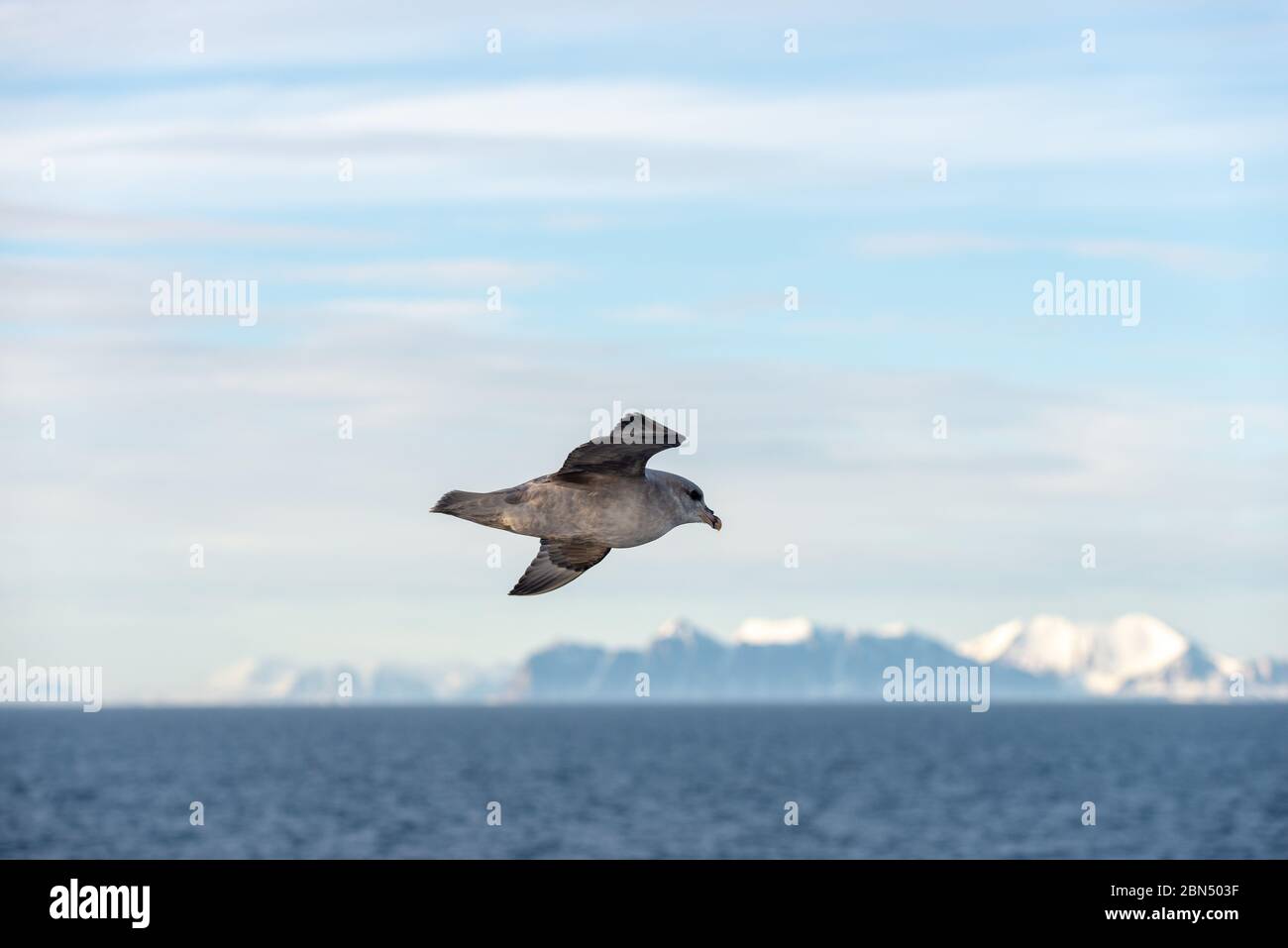 Northern Fulmar flying above Arctic sea on Svalbard Stock Photo - Alamy