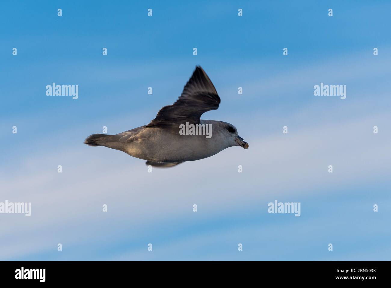 Northern Fulmar flying above Arctic sea on Svalbard Stock Photo - Alamy