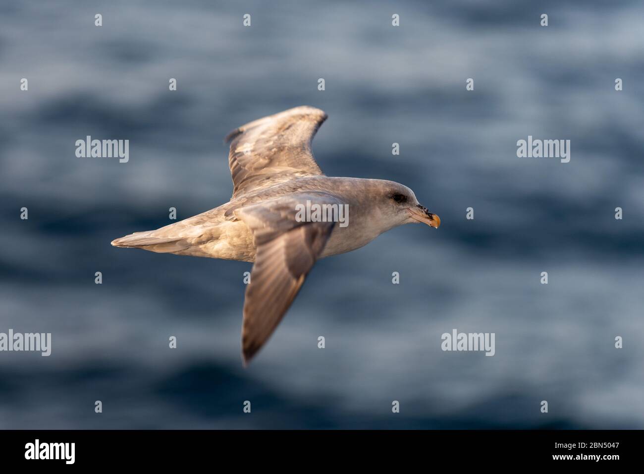 Northern Fulmar flying above Arctic sea on Svalbard Stock Photo - Alamy