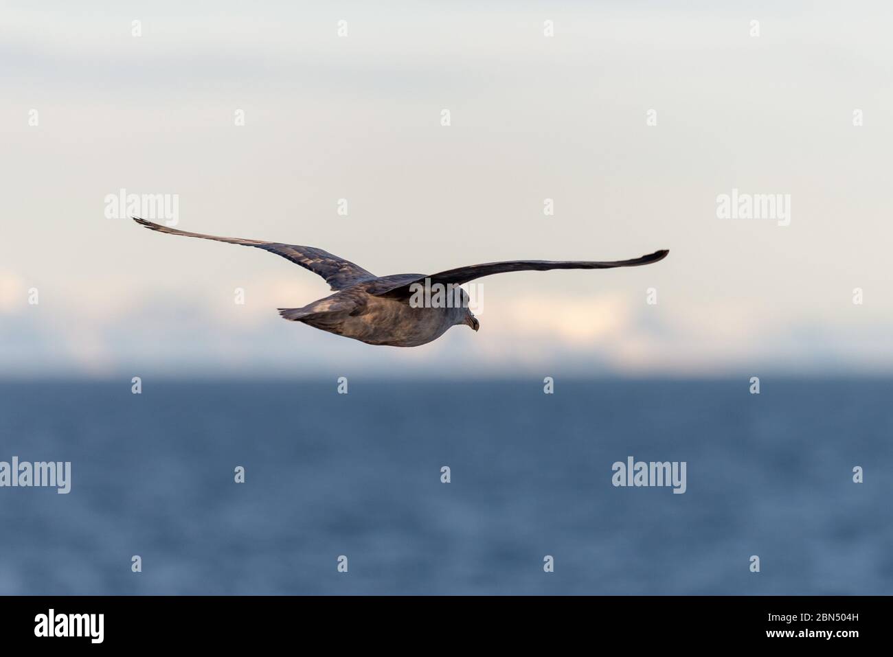 Northern Fulmar flying above Arctic sea on Svalbard Stock Photo - Alamy