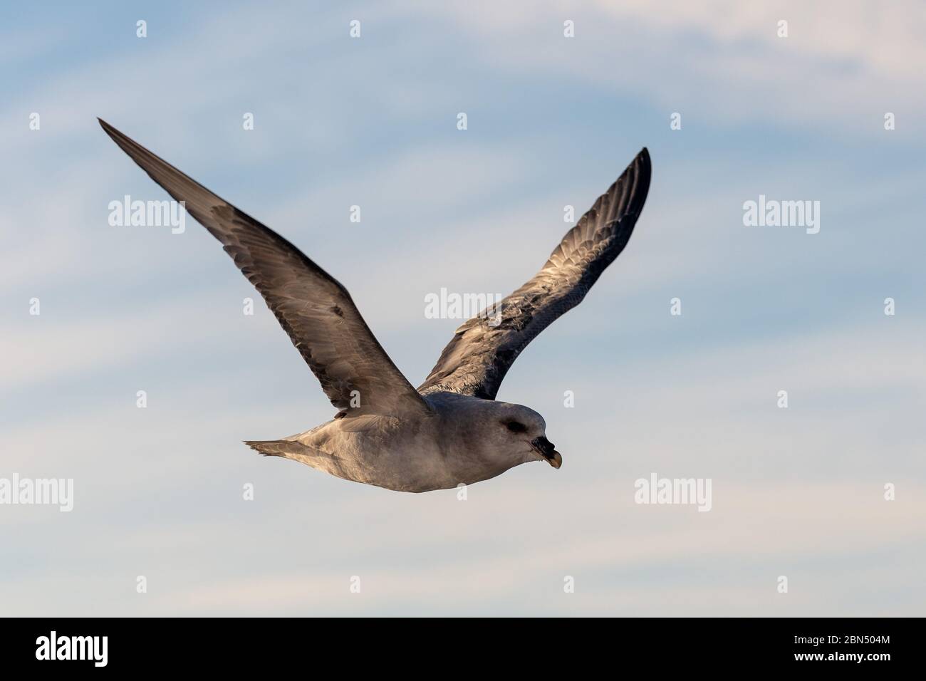 Northern Fulmar flying above Arctic sea on Svalbard Stock Photo - Alamy