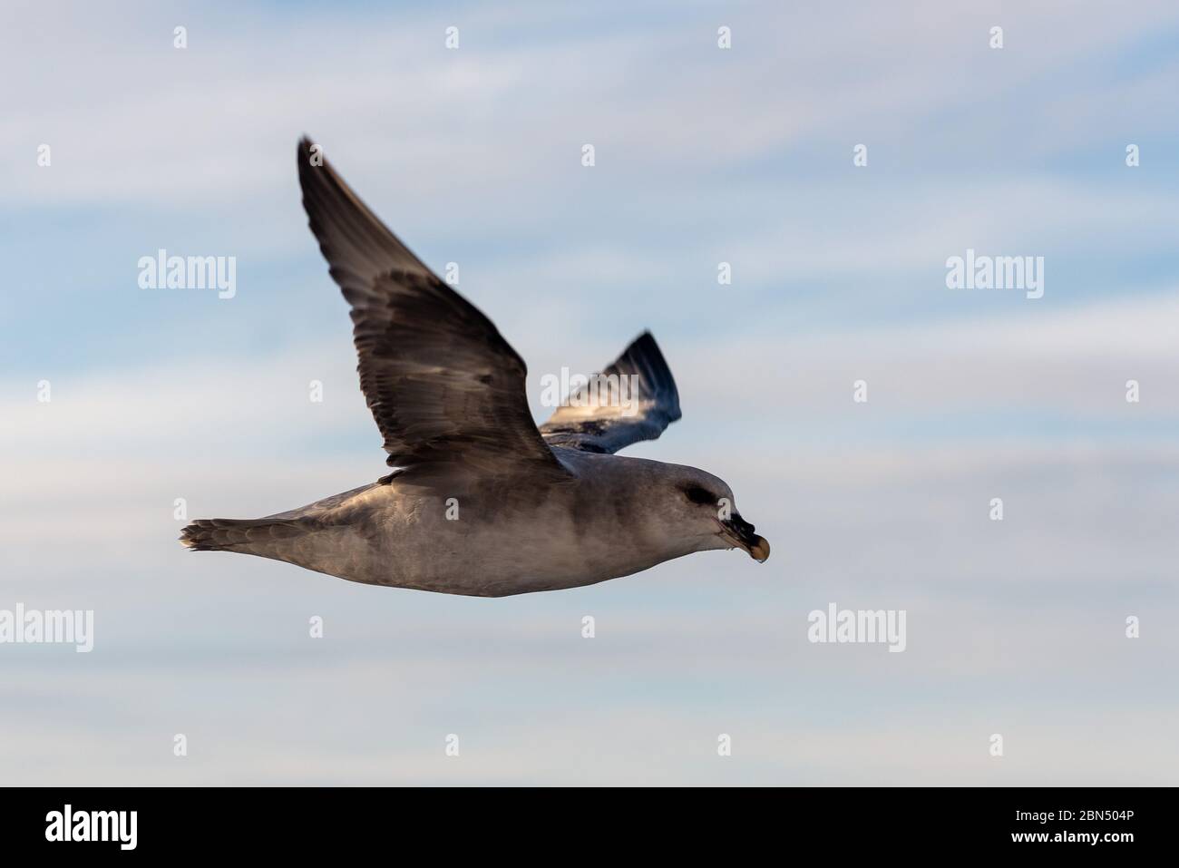 Northern Fulmar flying above Arctic sea on Svalbard Stock Photo - Alamy