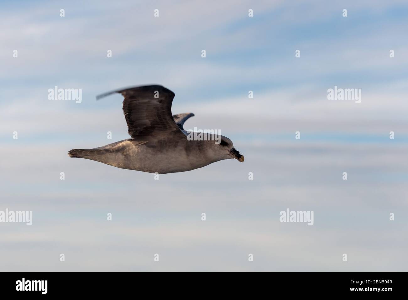 Northern Fulmar flying above Arctic sea on Svalbard Stock Photo - Alamy