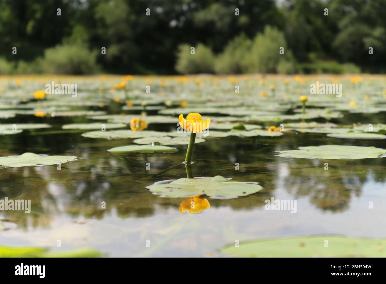 Beautiful, peaceful swamp, full of yellow water lilies on the surface ...