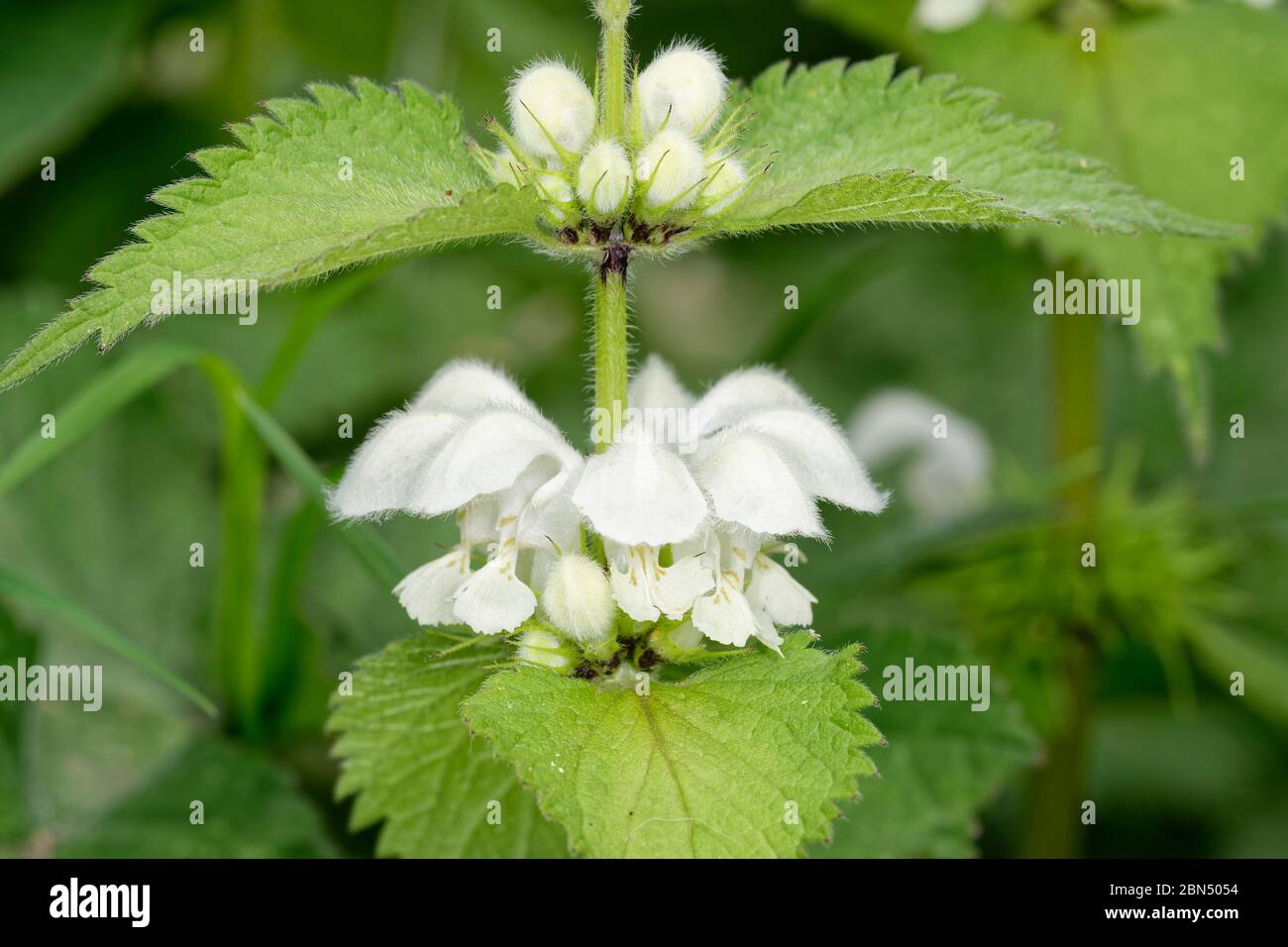 White Dead-nettle - Lamium album Leaves, flowers and buds Stock Photo ...