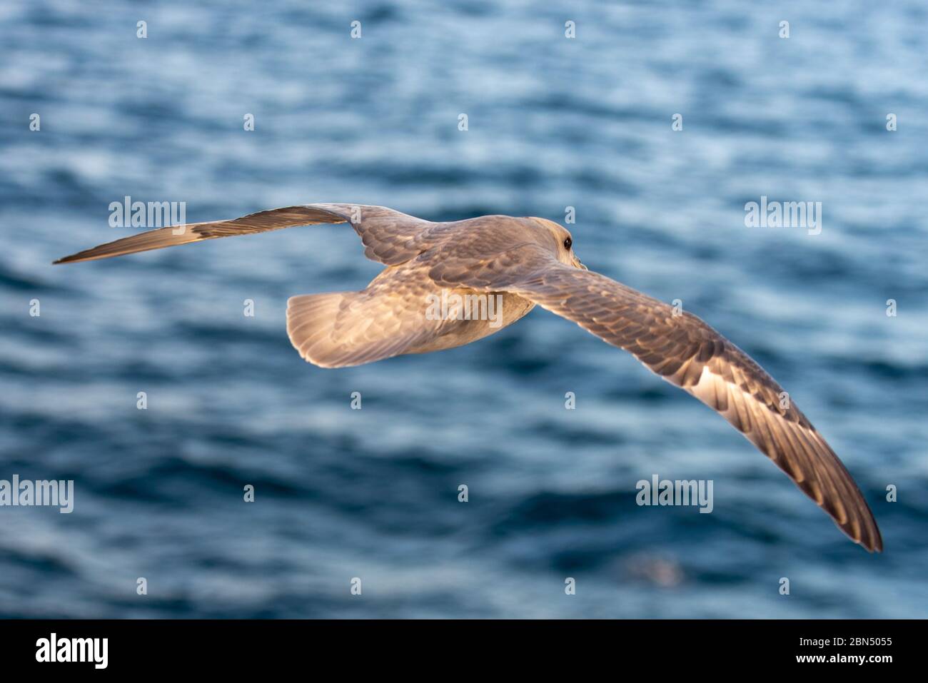 Northern Fulmar flying above Arctic sea on Svalbard Stock Photo - Alamy