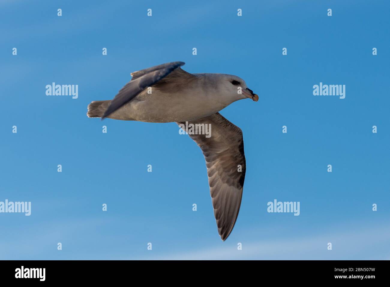 Northern Fulmar flying above Arctic sea on Svalbard Stock Photo - Alamy