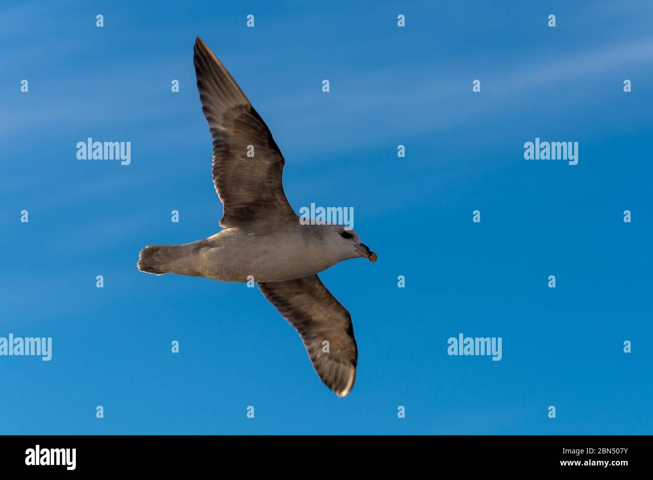 Northern Fulmar flying above Arctic sea on Svalbard Stock Photo - Alamy