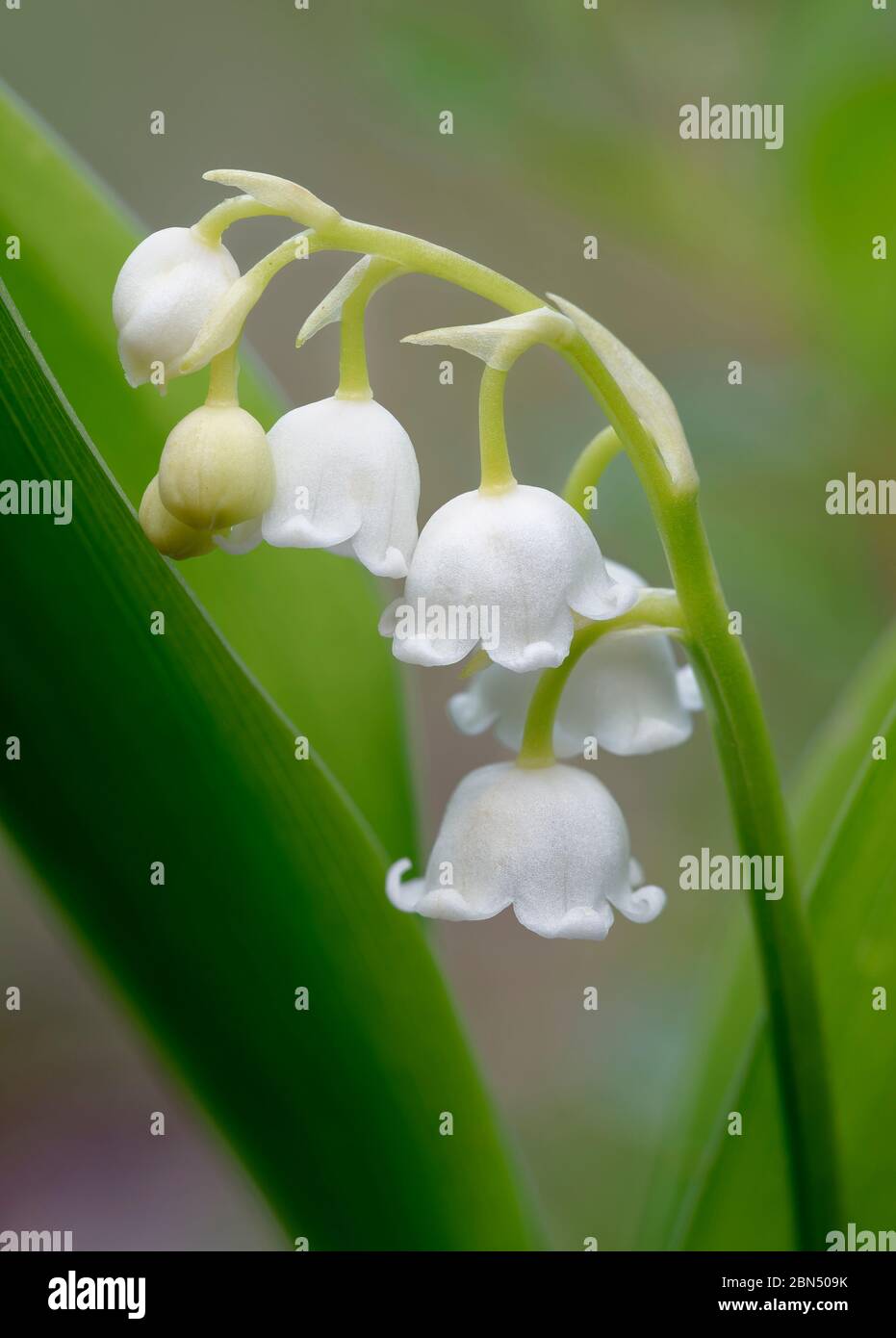 Nodding flowers hi-res stock photography and images - Alamy