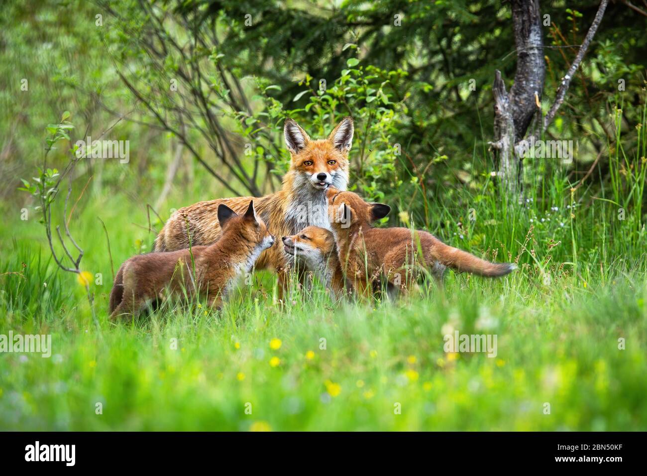 Red fox with her three little cubs playing on the forest clearing in ...