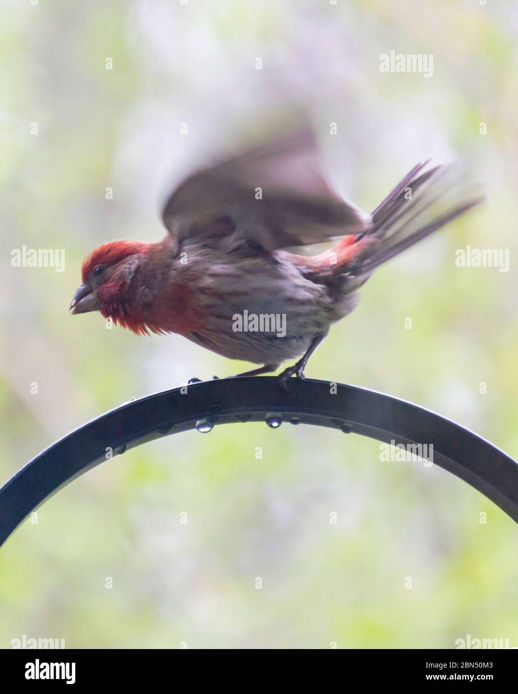 House finch male above hi-res stock photography and images - Alamy