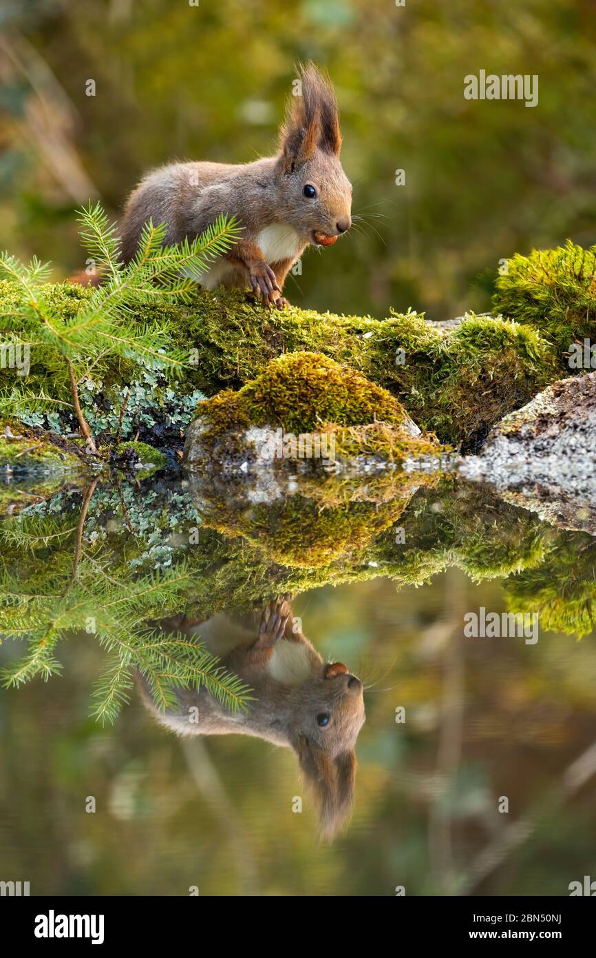 Cute red squirrel feeding with nuts on moss covered rocks near water ...
