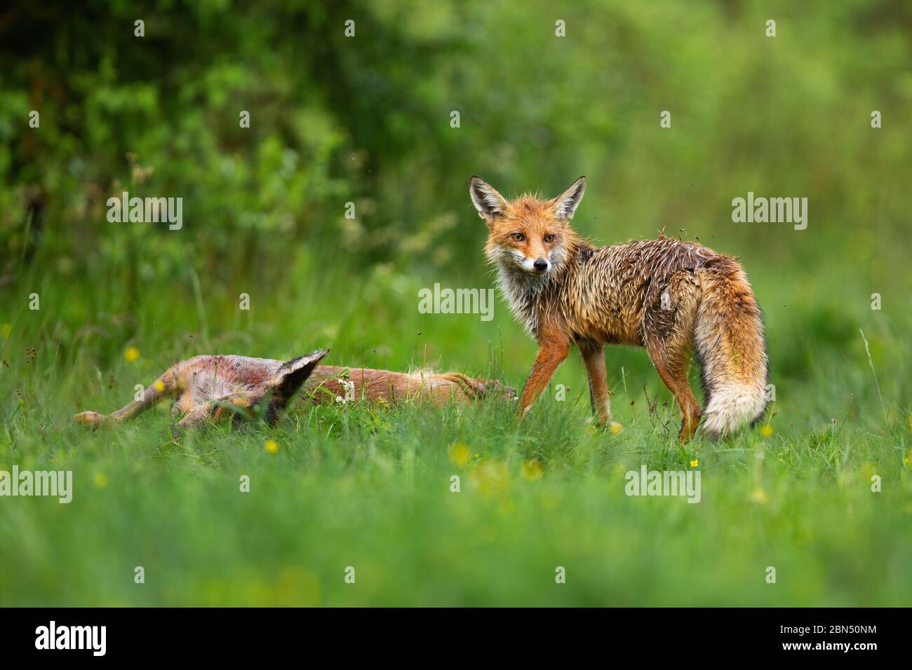 Wild red fox standing by dead roe deer doe and looking back over ...