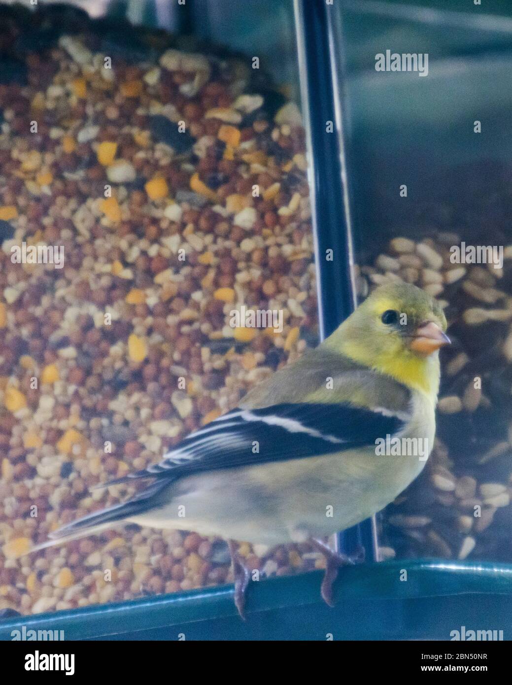 Female american goldfinch hi-res stock photography and images - Alamy