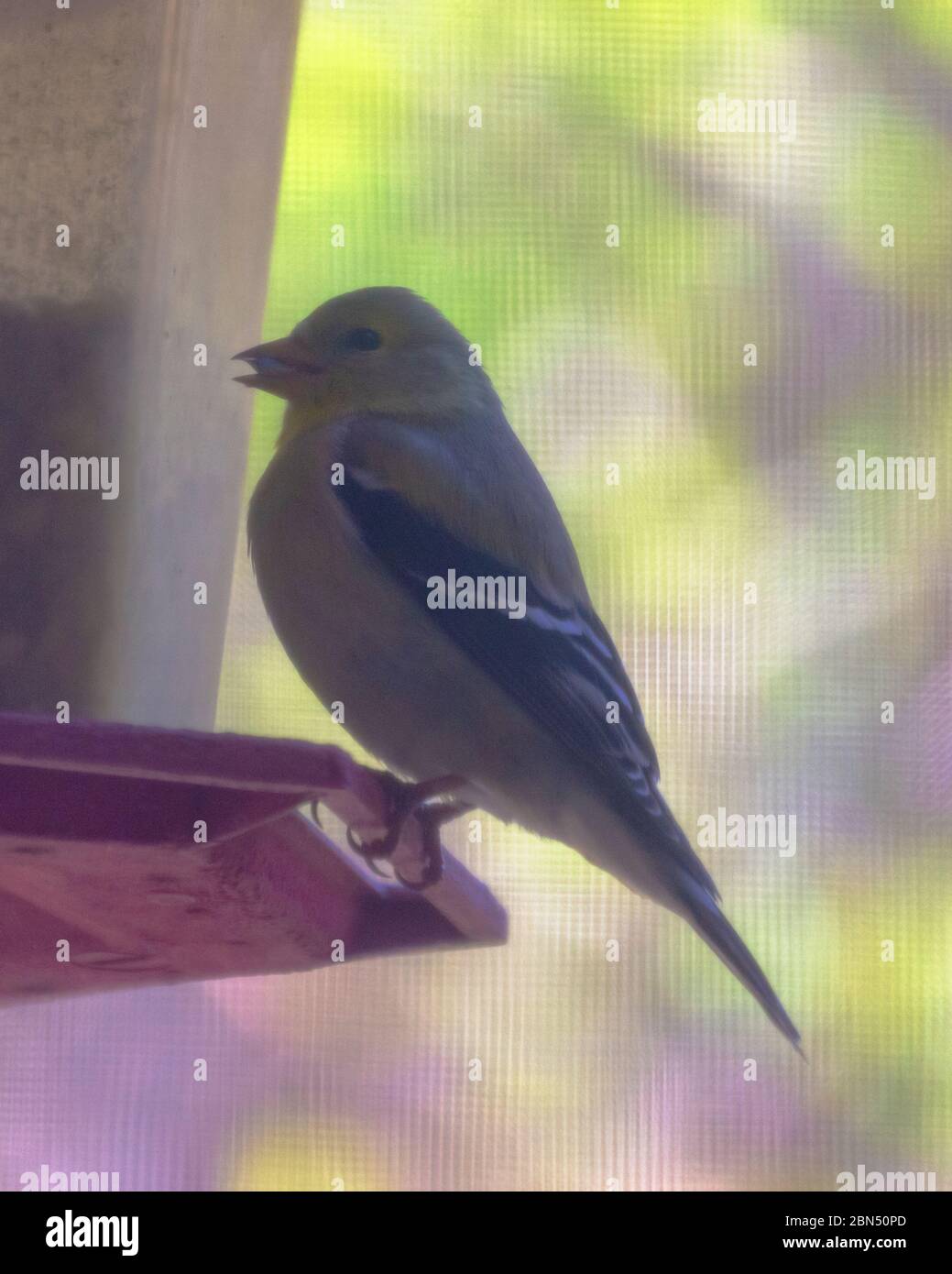 Side view of a gold finch at a backyard feeder Stock Photo - Alamy