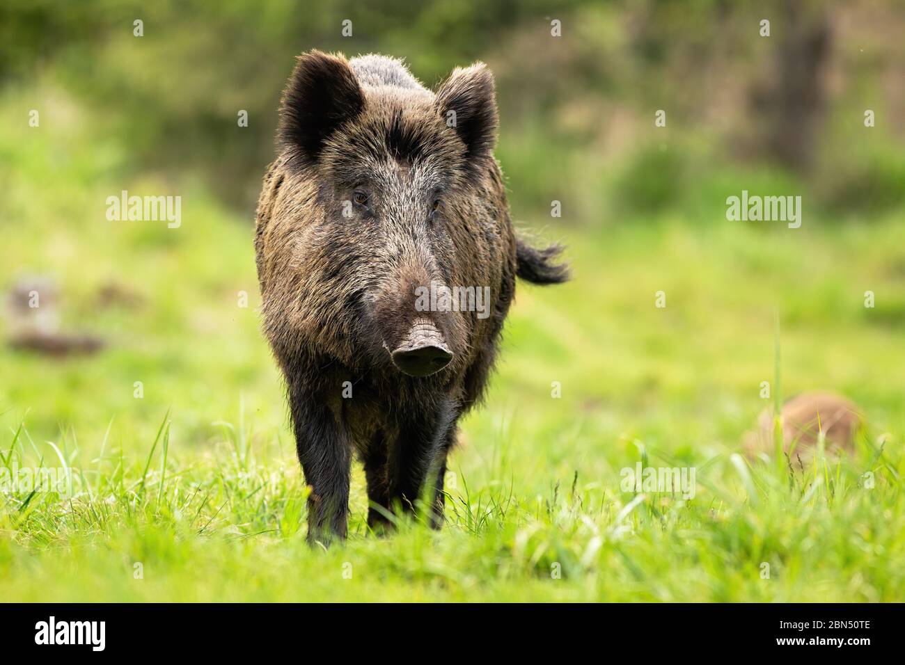 Solitary wild boar wandering on the forest clearing and shaking its ...