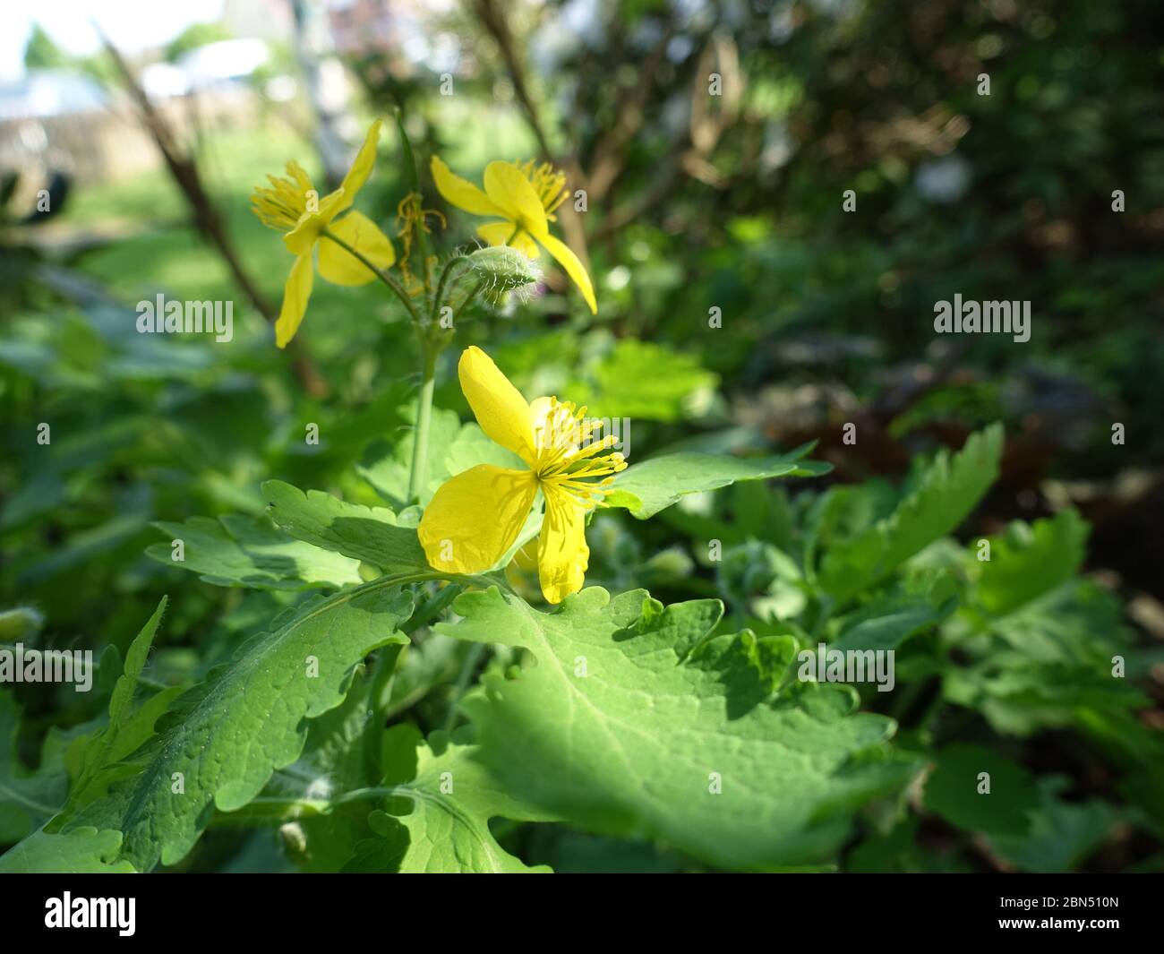 Nipplewort hi-res stock photography and images - Alamy
