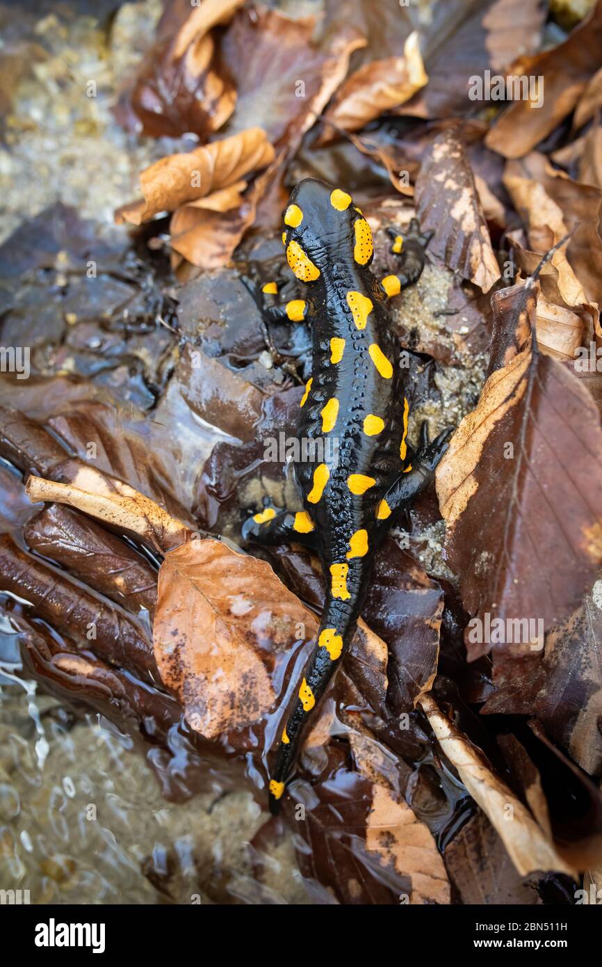 Spotted fire salamander lying on the ground with wet leafs from high ...
