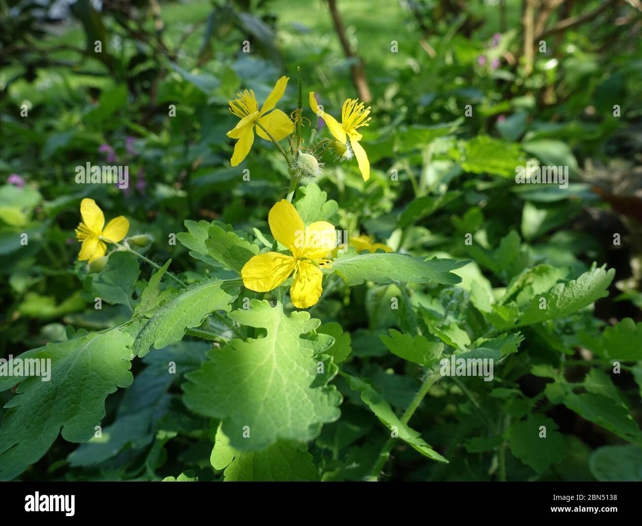 greater celandine, nipplewort, swallowwort or tetterwort (Chelidonium ...