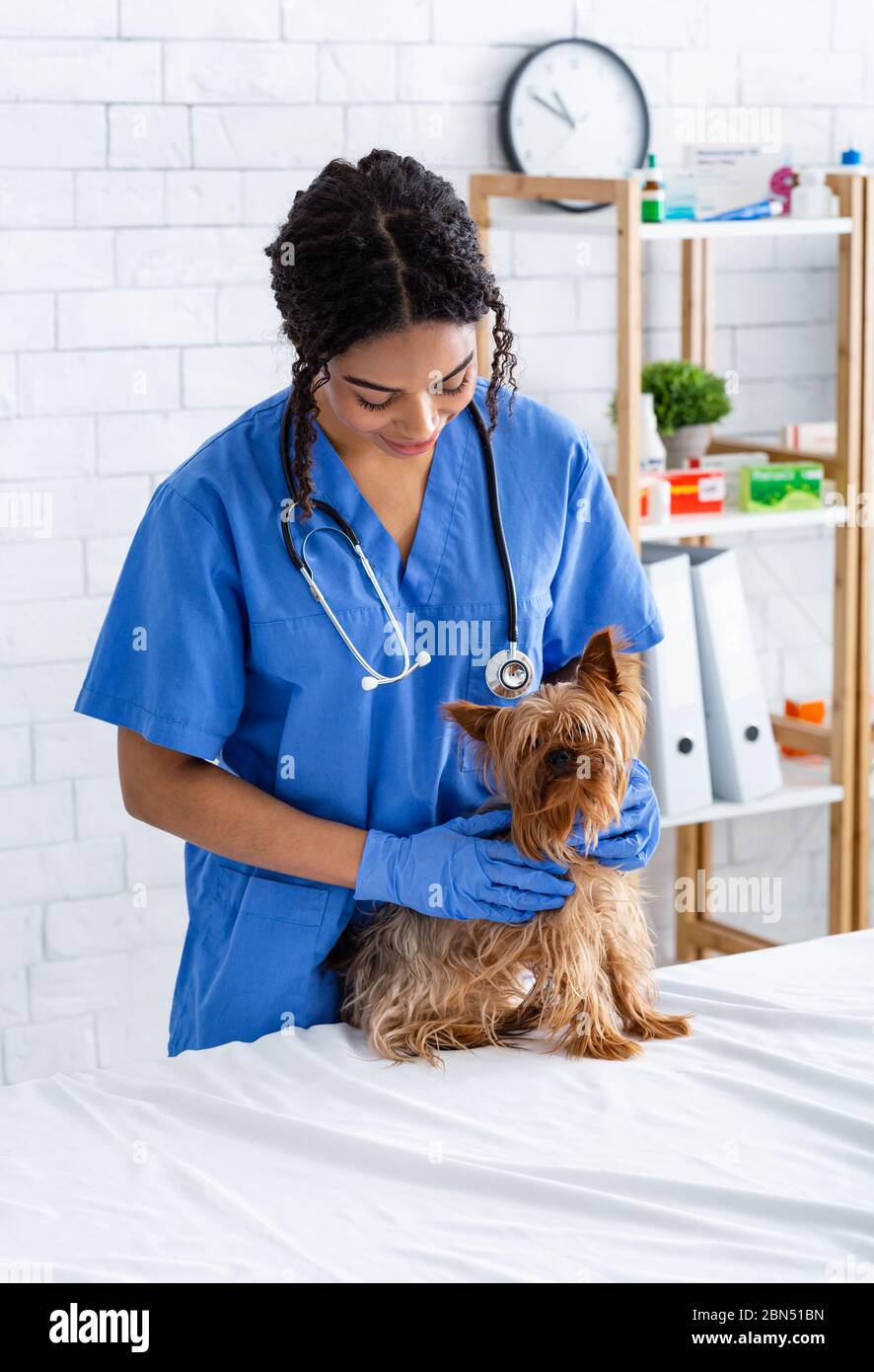 Happy African American vererinary doctor examining cute little doggy at ...