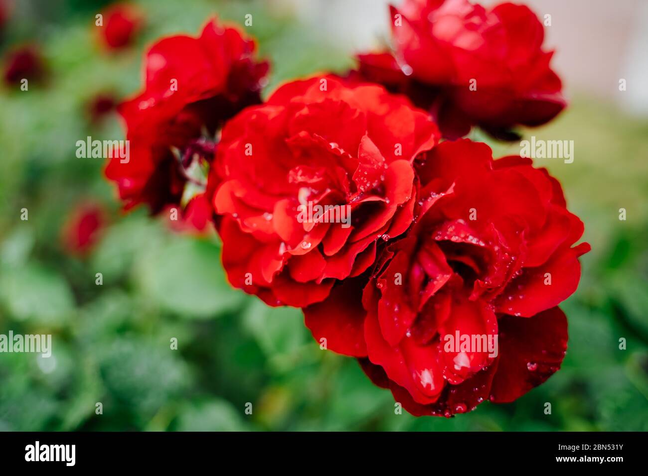 photo of a mallow red blooming flower Stock Photo - Alamy