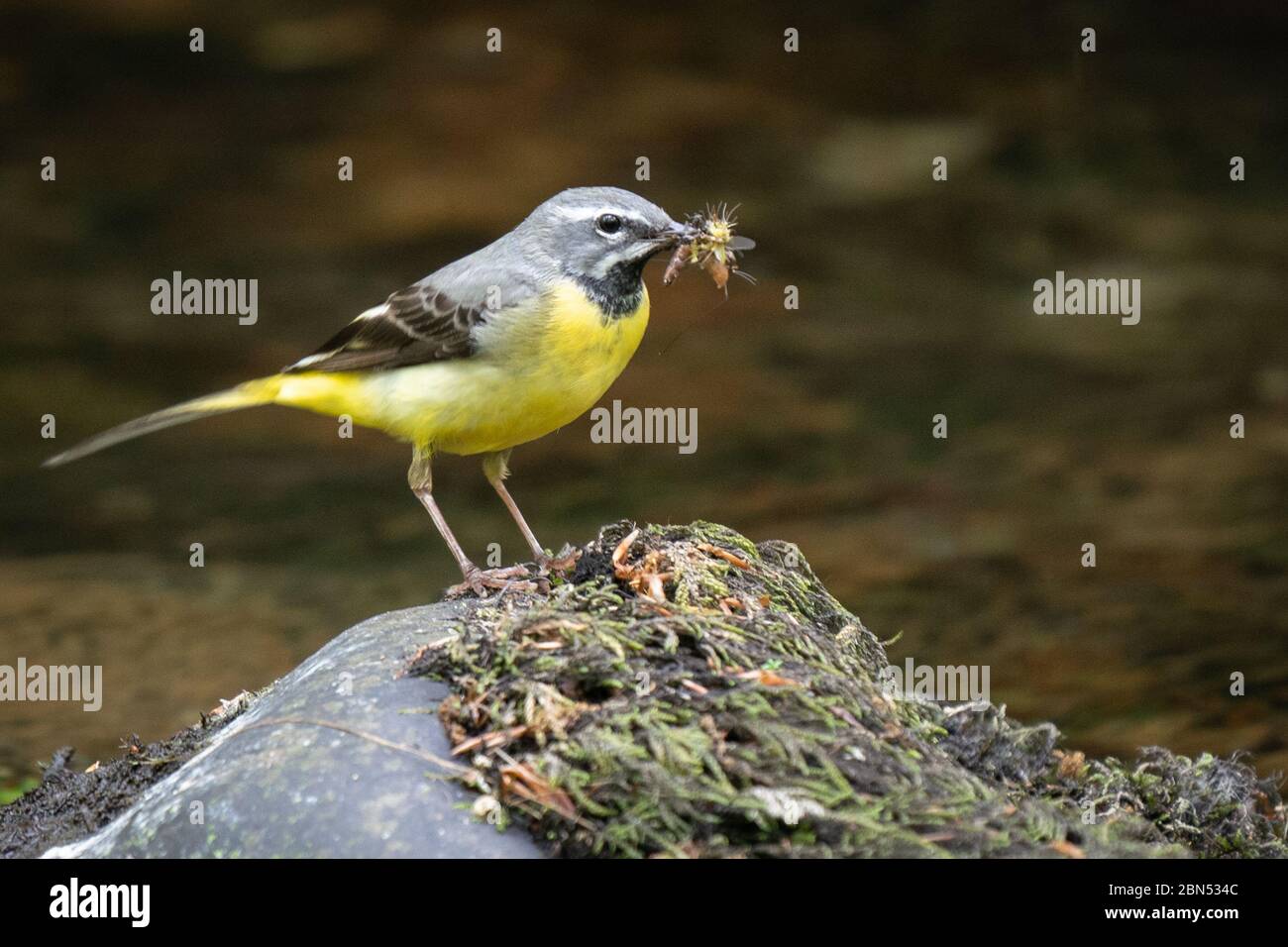 Beak full of insects hi-res stock photography and images - Alamy
