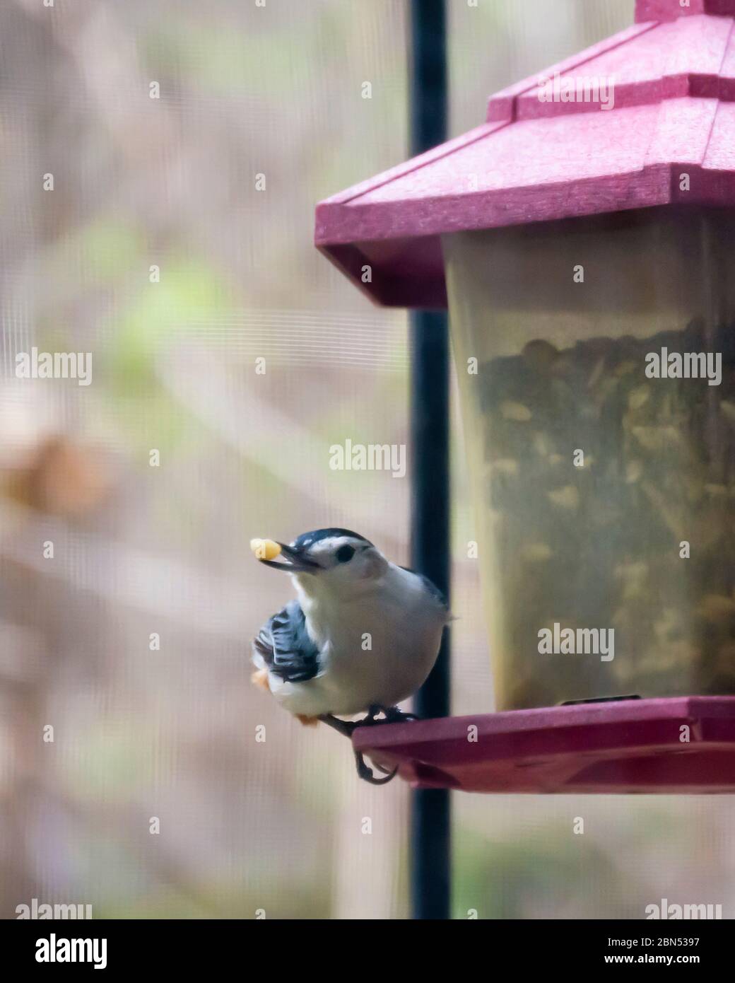 White breasted nuthatch at bird feeder with nut in his mouth. Facing ...