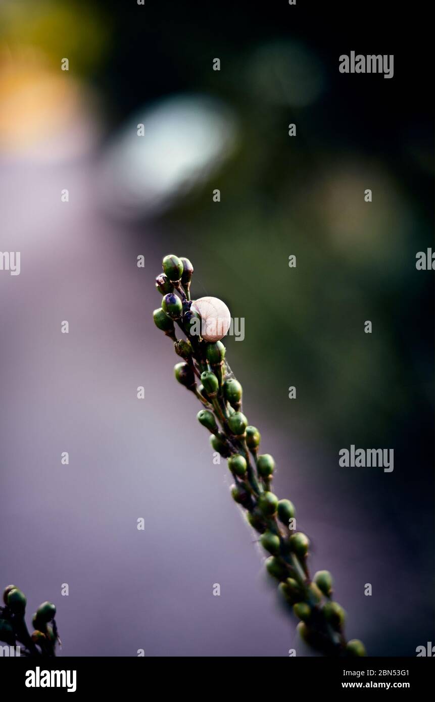 Little snails shells on hi-res stock photography and images - Alamy