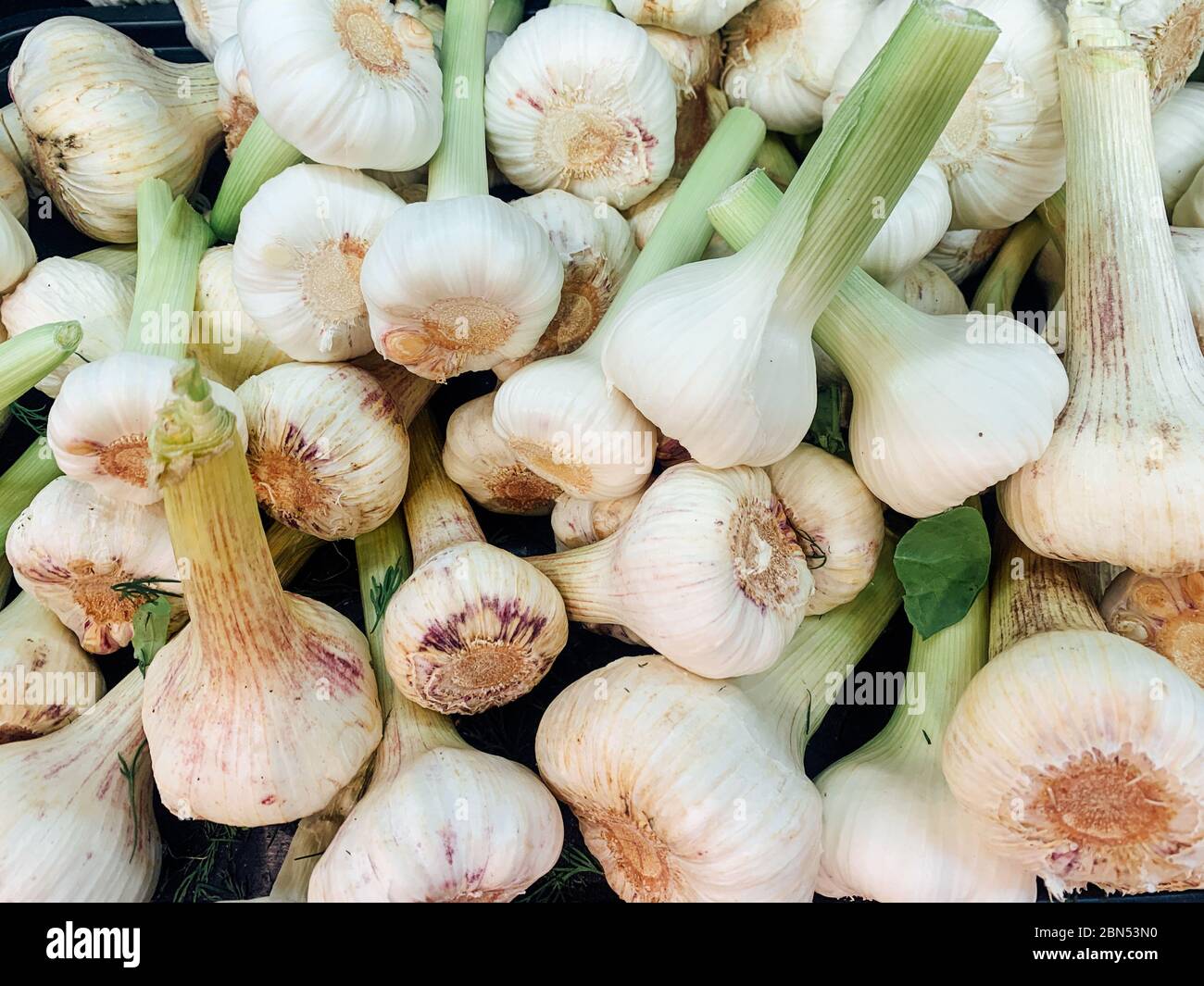 lots of ripe garlic vegetables for cooking background Stock Photo - Alamy