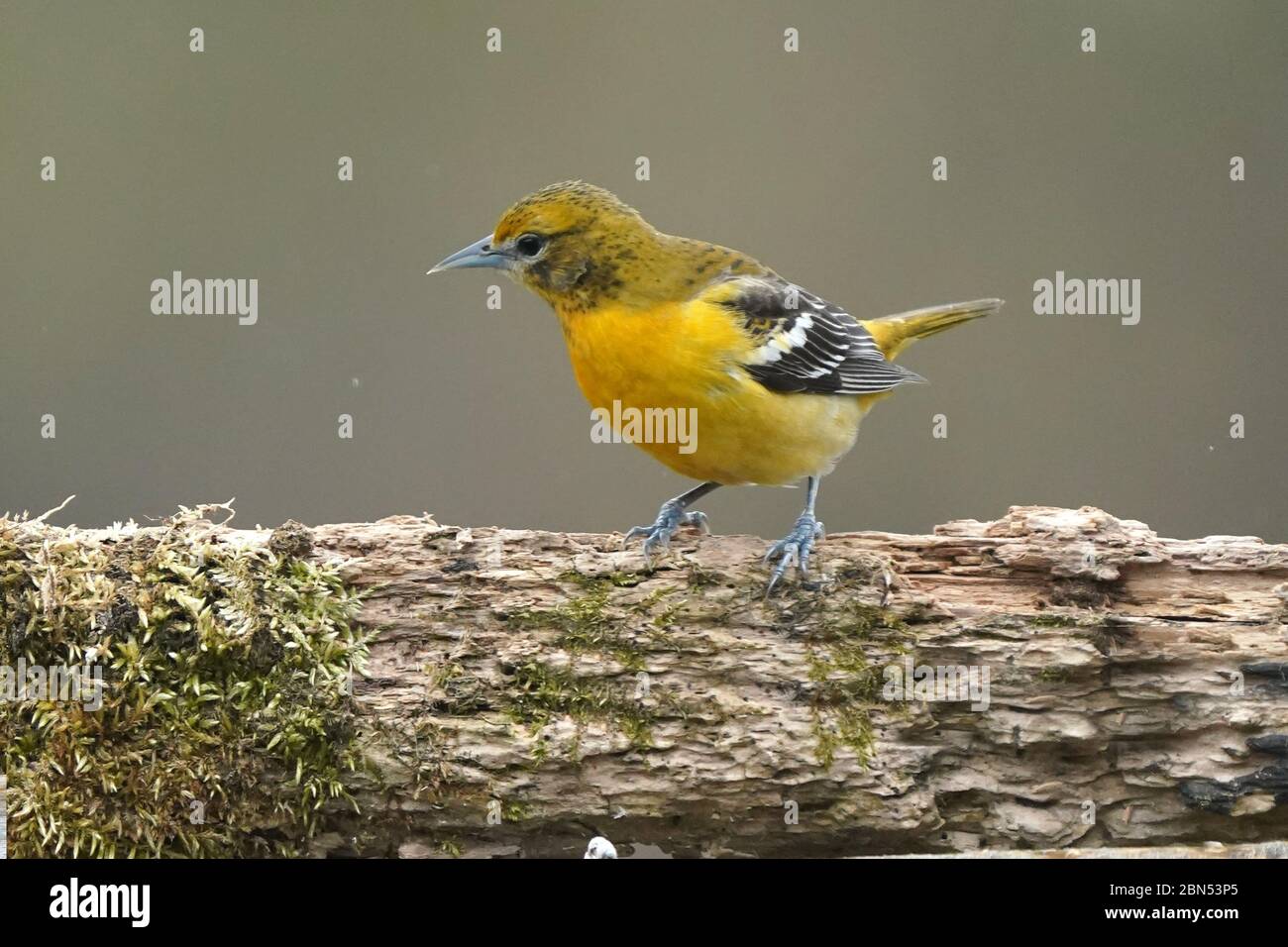 Female Baltimore Oriole perched on mossy log Stock Photo - Alamy