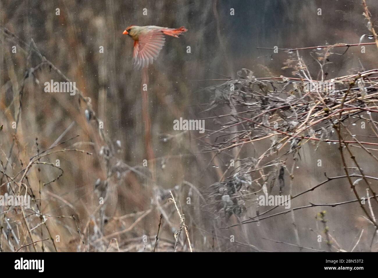 Cardinal bird pair hi-res stock photography and images - Alamy