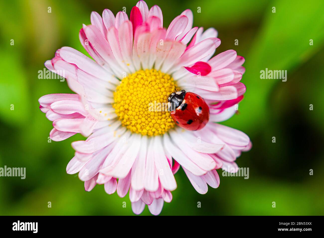 Daisy and Ladybug in the middle in nature Stock Photo - Alamy