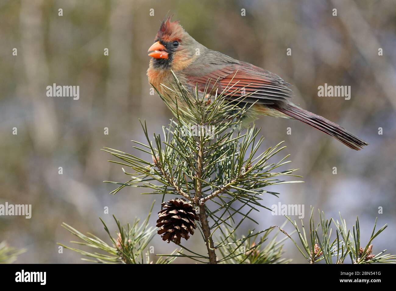 Concial beak hi-res stock photography and images - Alamy