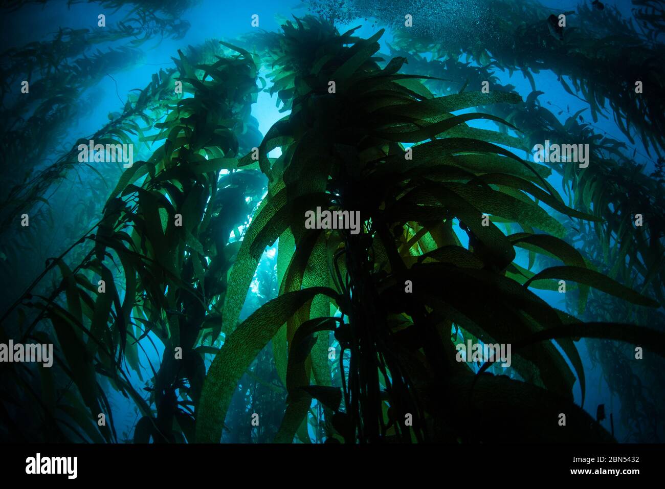 Forests of Giant kelp, Macrocystis pyrifera, grow prolifically in the ...