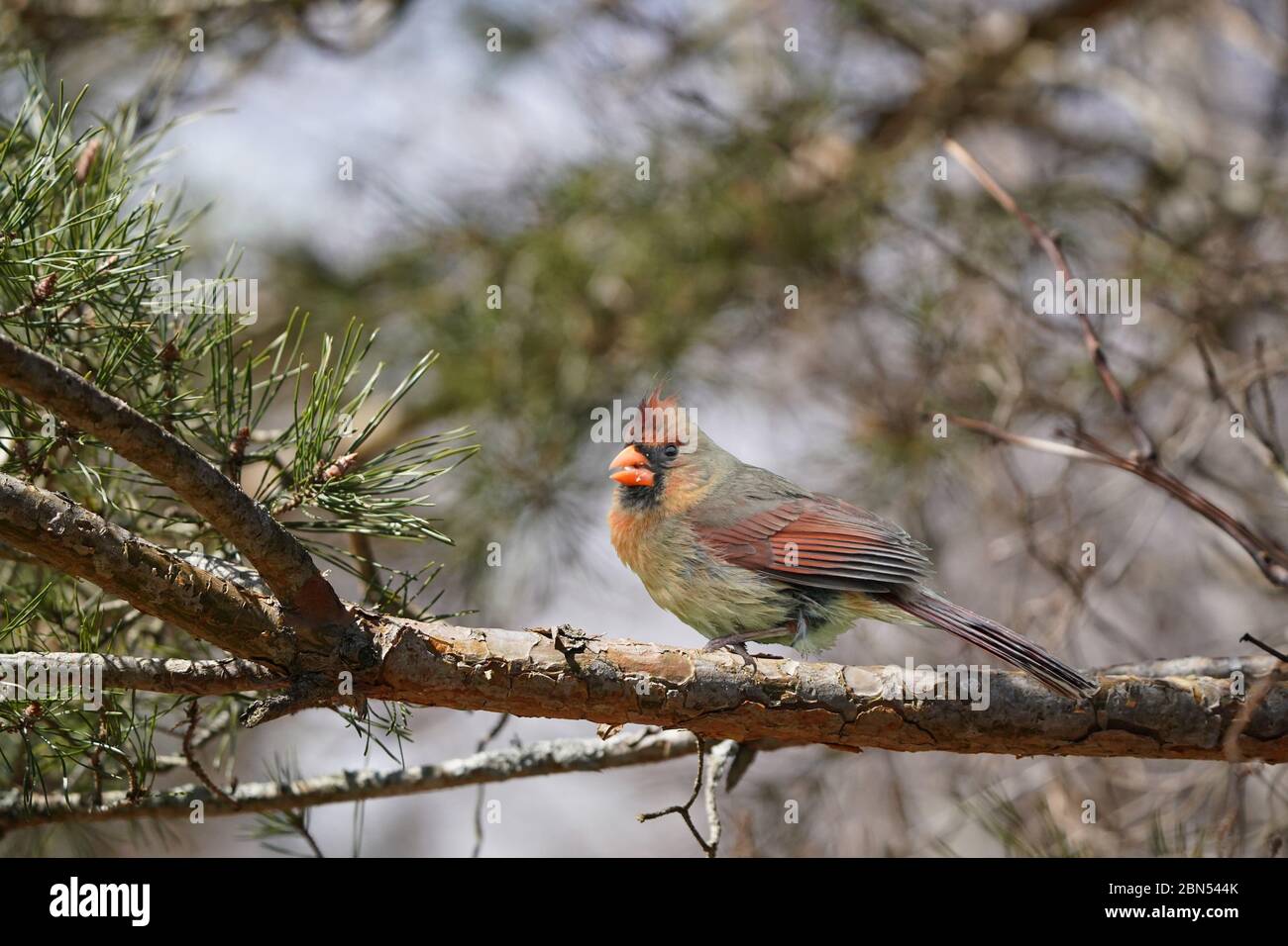 Female Cardinal on branch or flying Stock Photo - Alamy