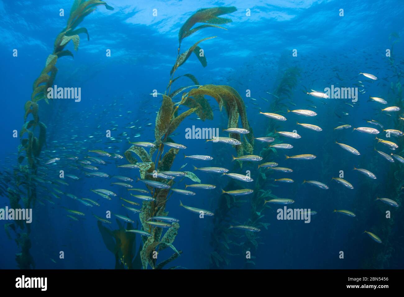 Fish swim through giant kelp, Macrocystis pyrifera, growing in the cold ...
