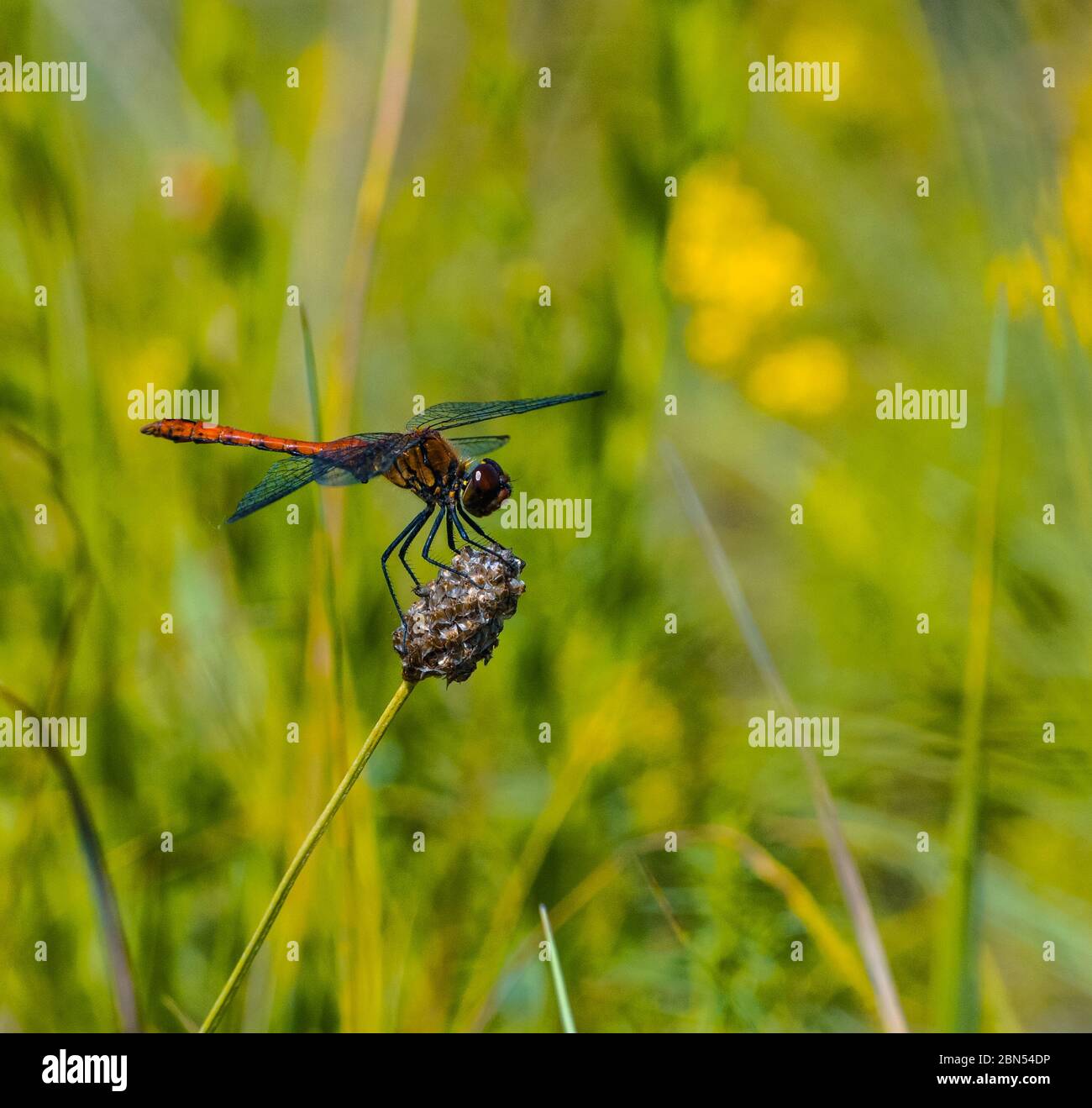 dragonfly in a field on a sprout with very beautiful wings Stock Photo ...