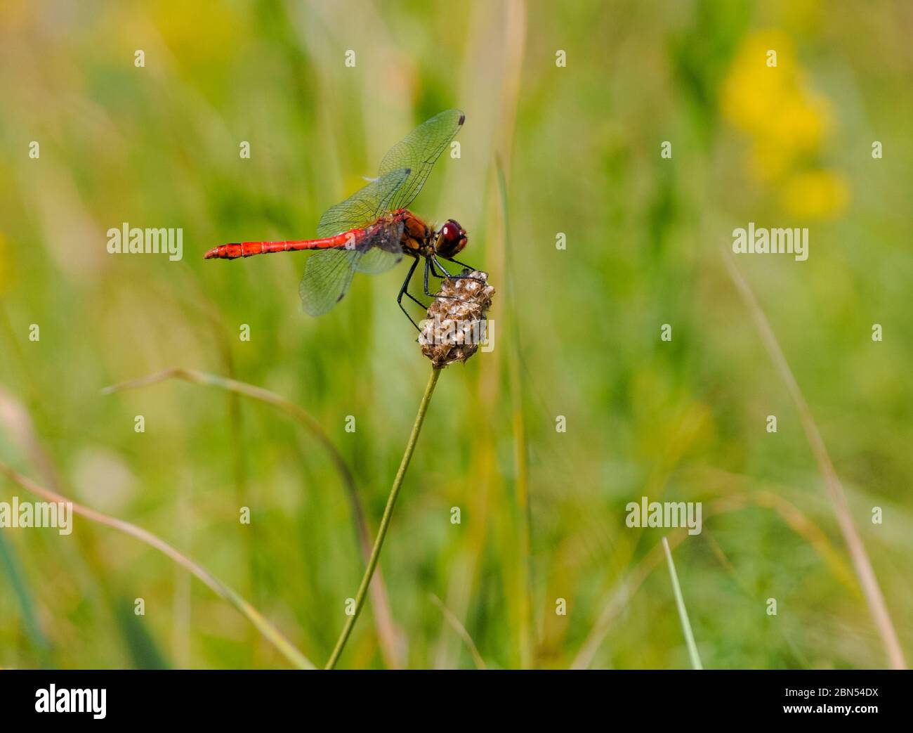 dragonfly in a field on a sprout with very beautiful wings Stock Photo ...