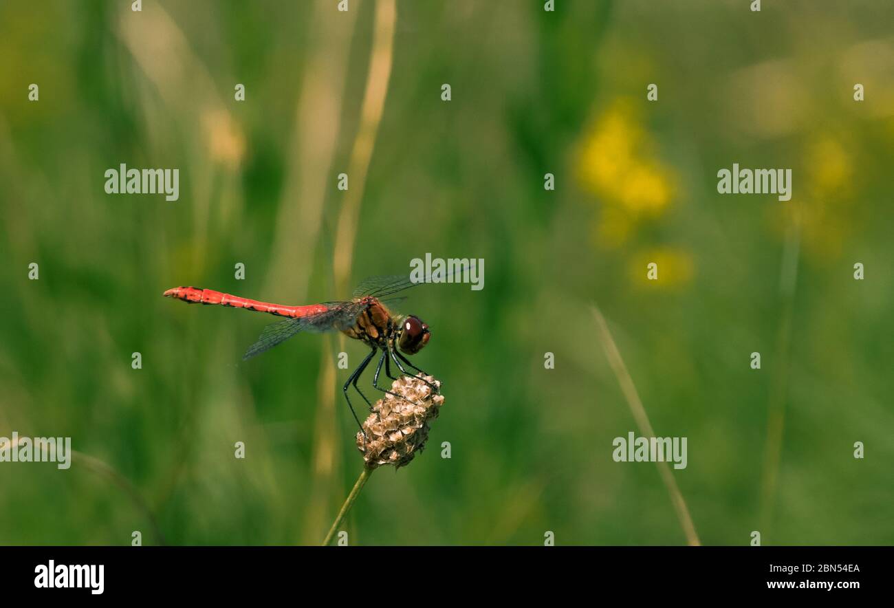 dragonfly in a field on a sprout with very beautiful wings Stock Photo ...