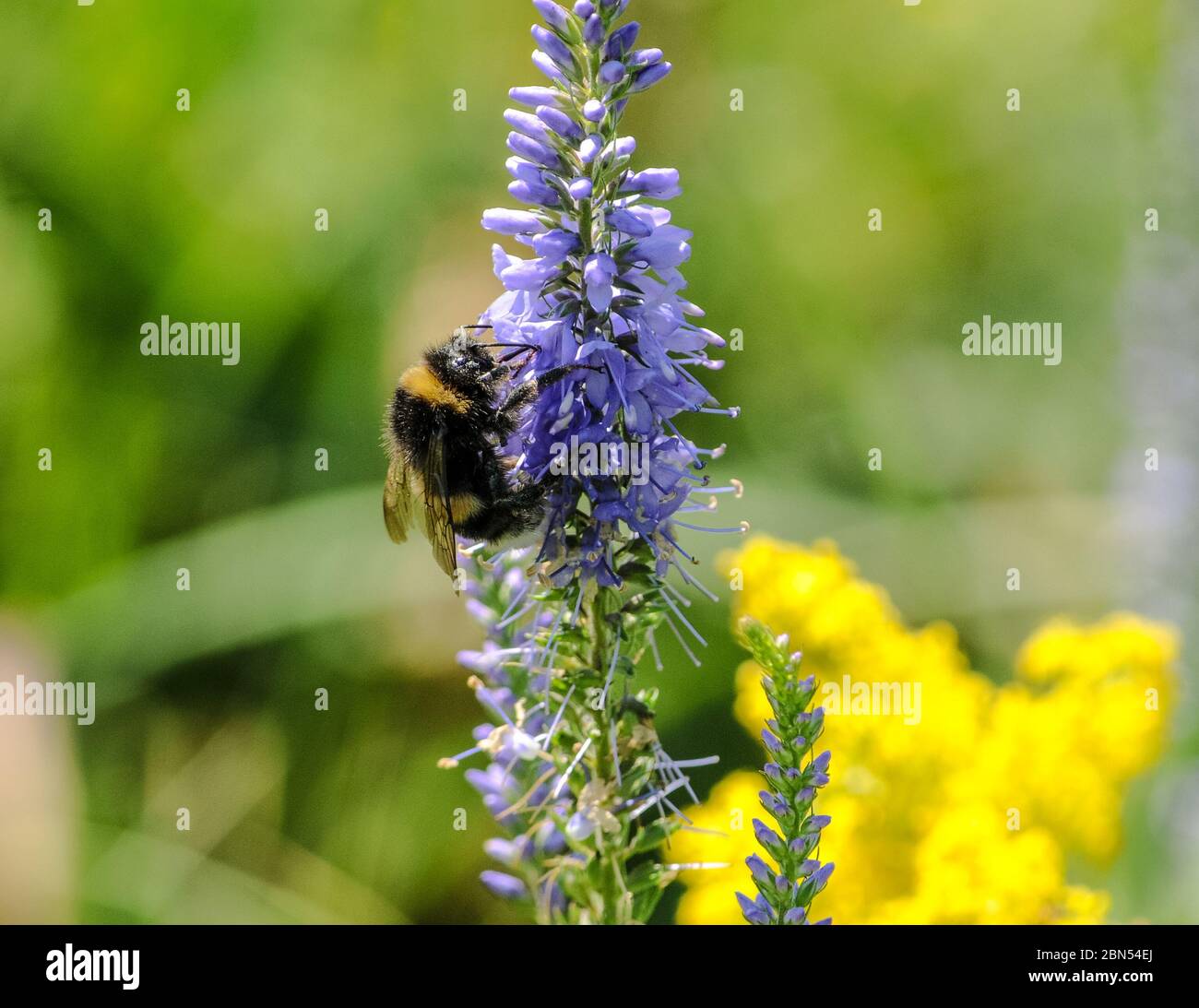 Bee cut out flower hi-res stock photography and images - Alamy