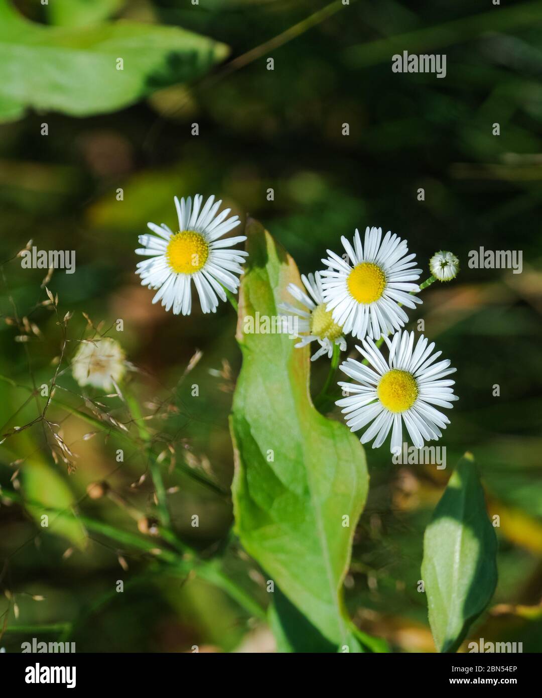 beautiful daisy flower on a green background in the grass Stock Photo ...