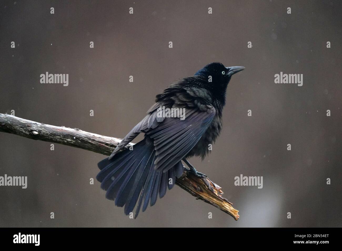Grackle in flight hi-res stock photography and images - Alamy