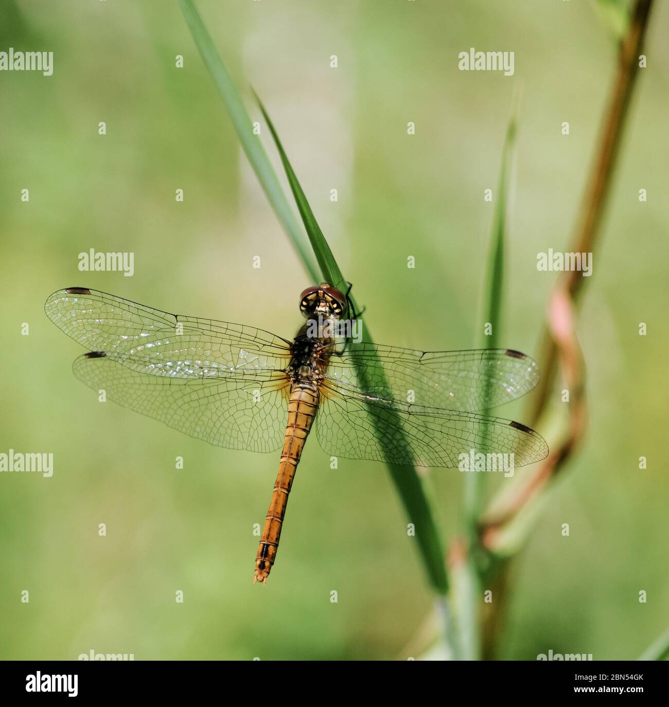 Dragonfly Wings High Resolution Stock Photography and Images - Alamy