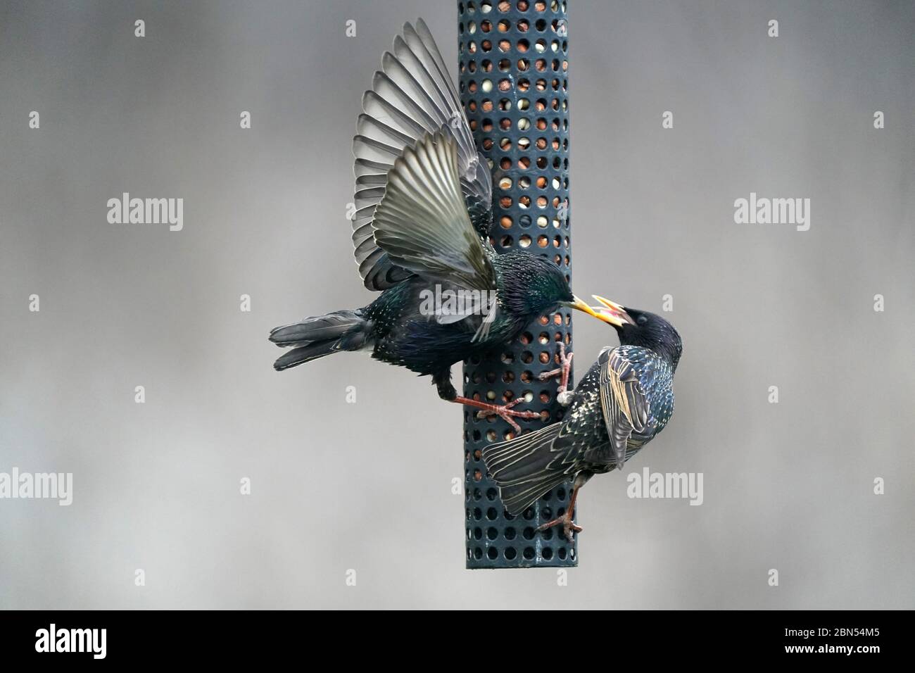Fighting in midair European Starlings Stock Photo - Alamy
