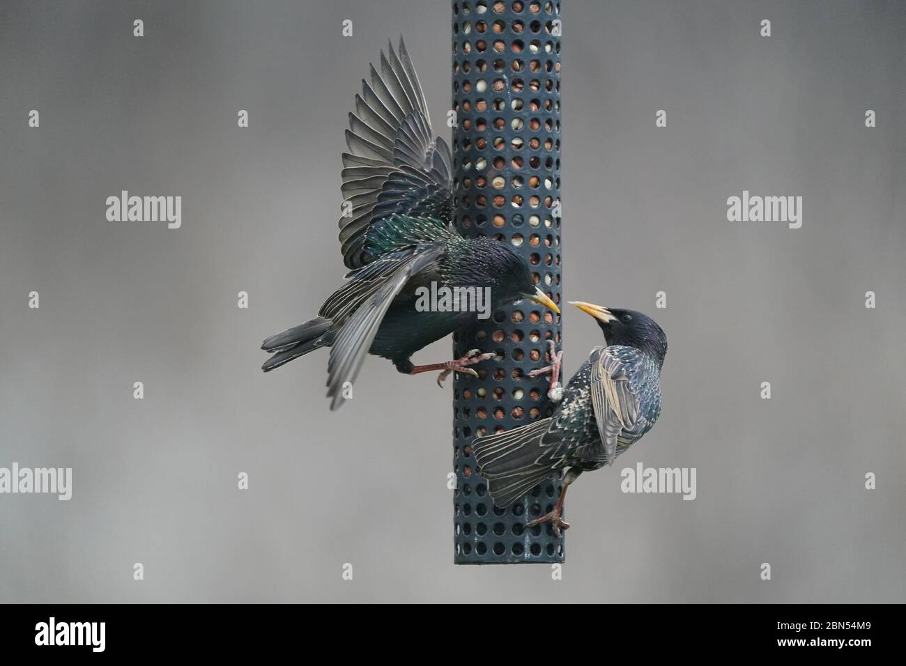 Fighting in midair European Starlings Stock Photo - Alamy